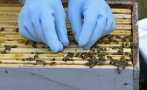 Bayvarol : traitement de rotation contre Varroa - Véto-pharma