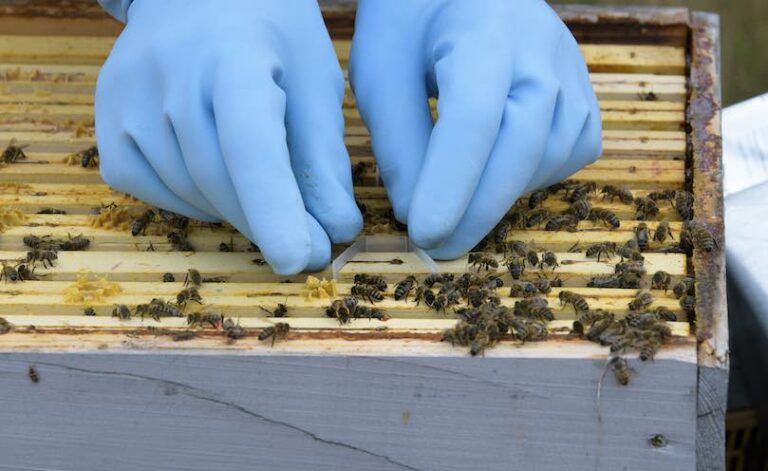 Bayvarol : traitement de rotation contre Varroa - Véto-pharma